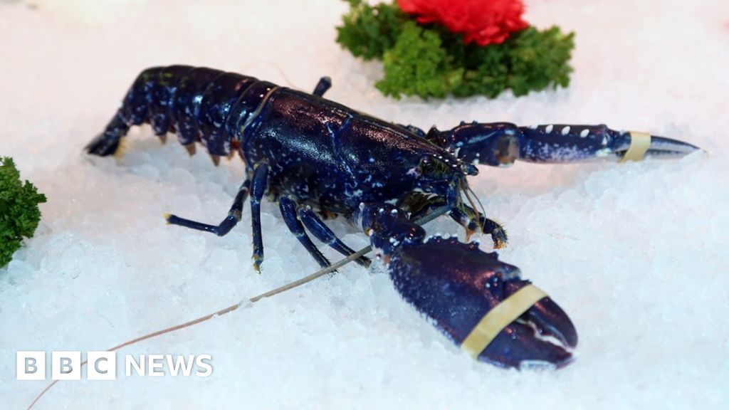 Rare blue lobster 'too beautiful' for the cooking pot