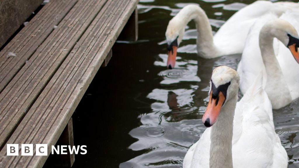 Dozens of swans die in Stratford-upon-Avon bird flu outbreak - BBC News
