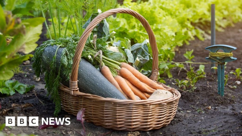Food shortages see surge in home-growing, say suppliers - BBC News