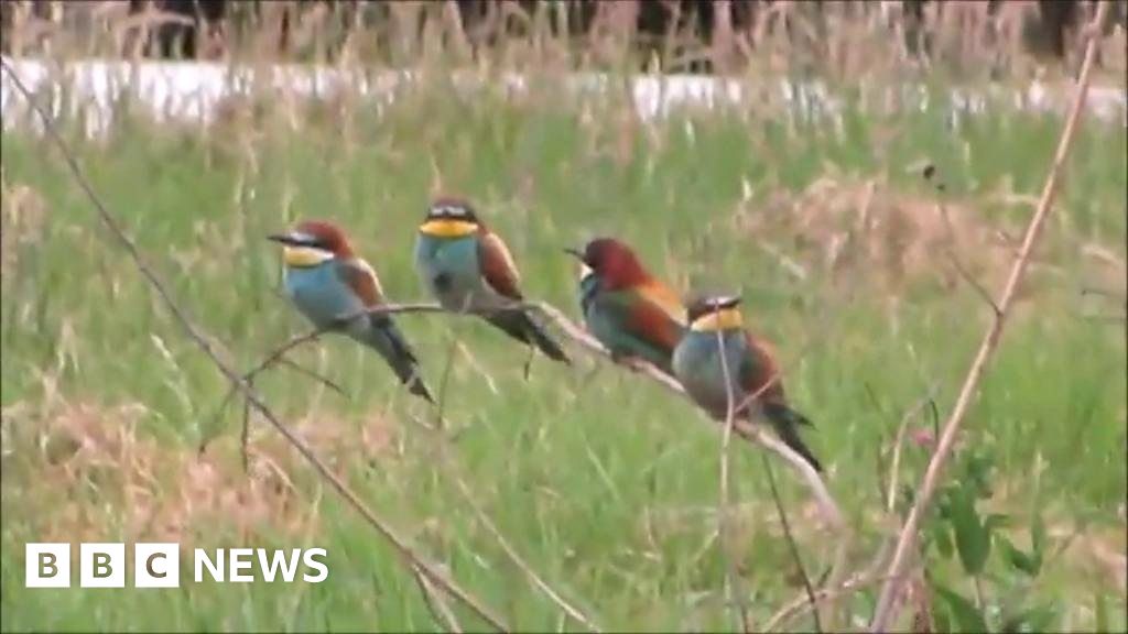 'Exotic' bee-eaters caught on camera in Nottinghamshire - BBC News