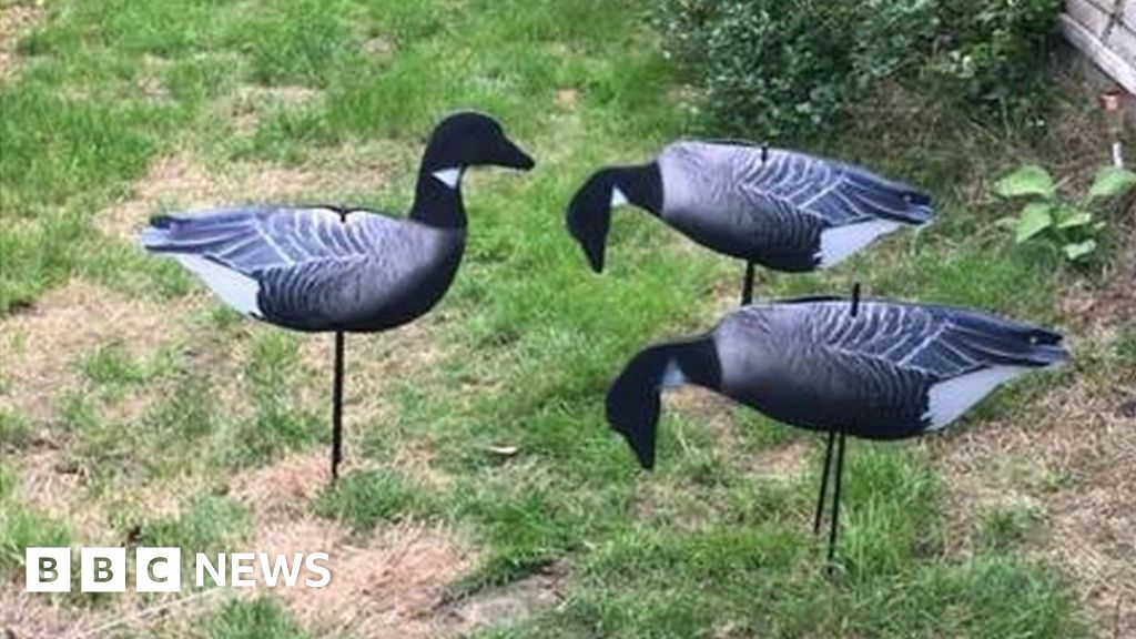 Southsea fake geese deployed to attract migrating birds - BBC News