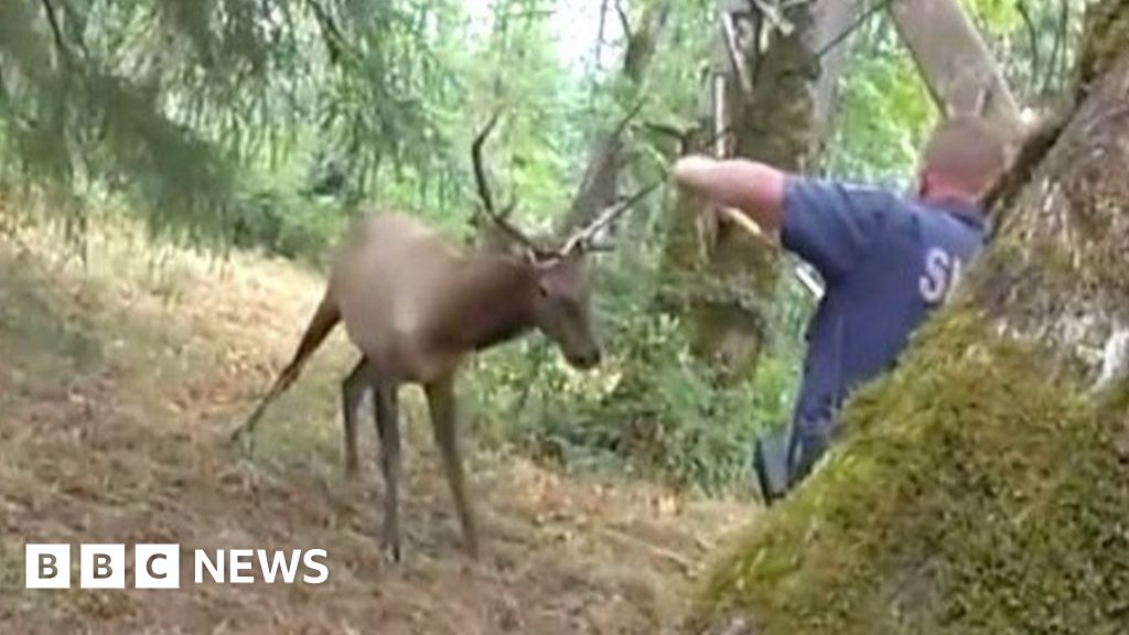 Stag charges at officer during rescue - BBC News