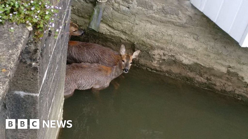 Trapped deer rescued from Witney river - BBC News