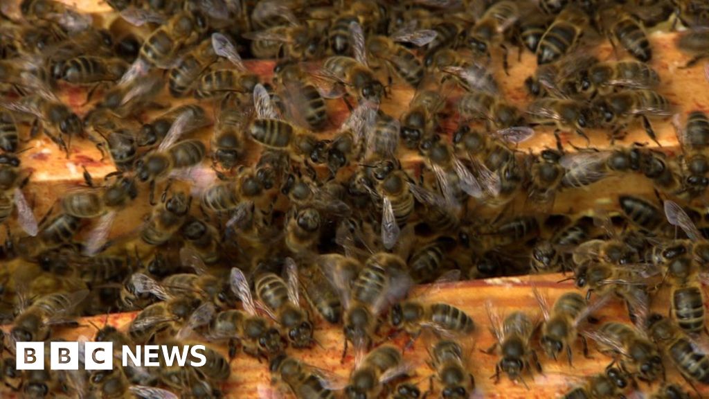 Honey bees: Inspectors check hives in search of devastating disease ...