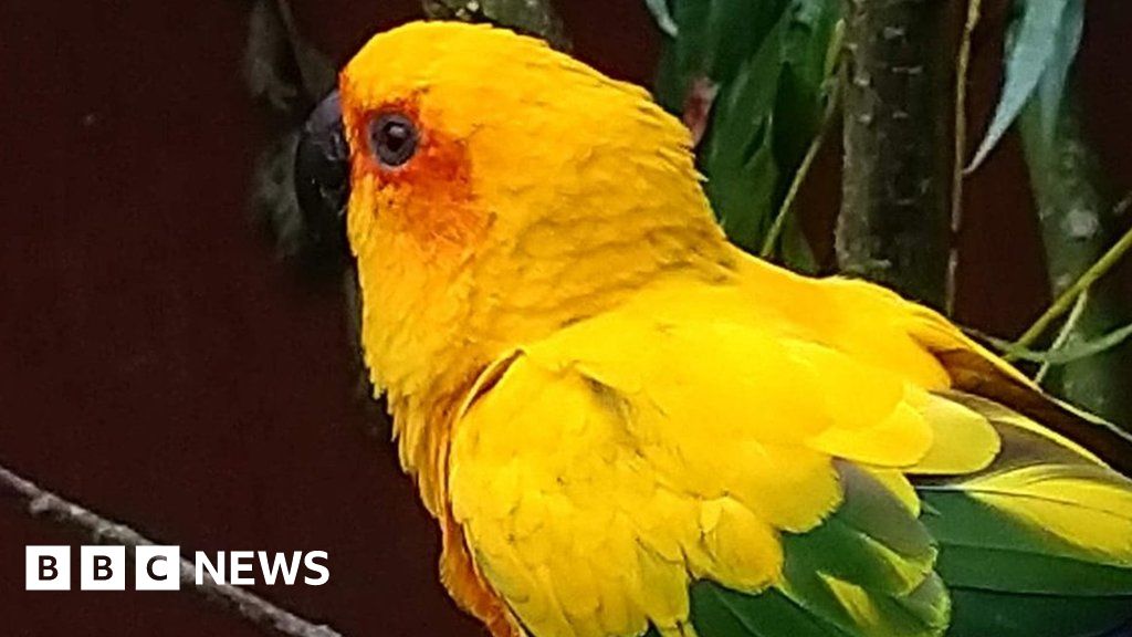 Bird flu: Rare birds spared from cull in Essex