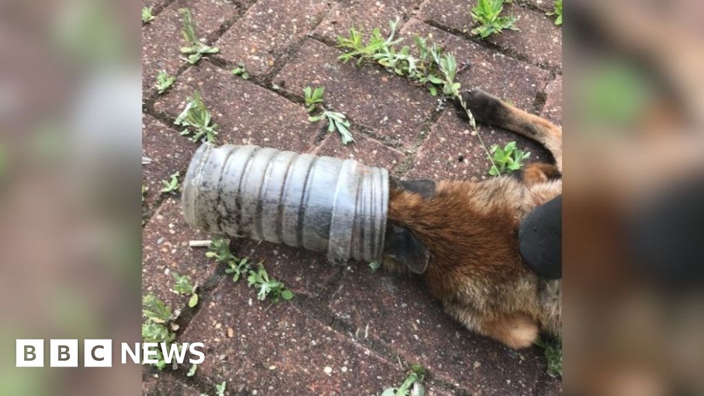 Wakefield: Charity clean-up after litter injures animals - BBC News