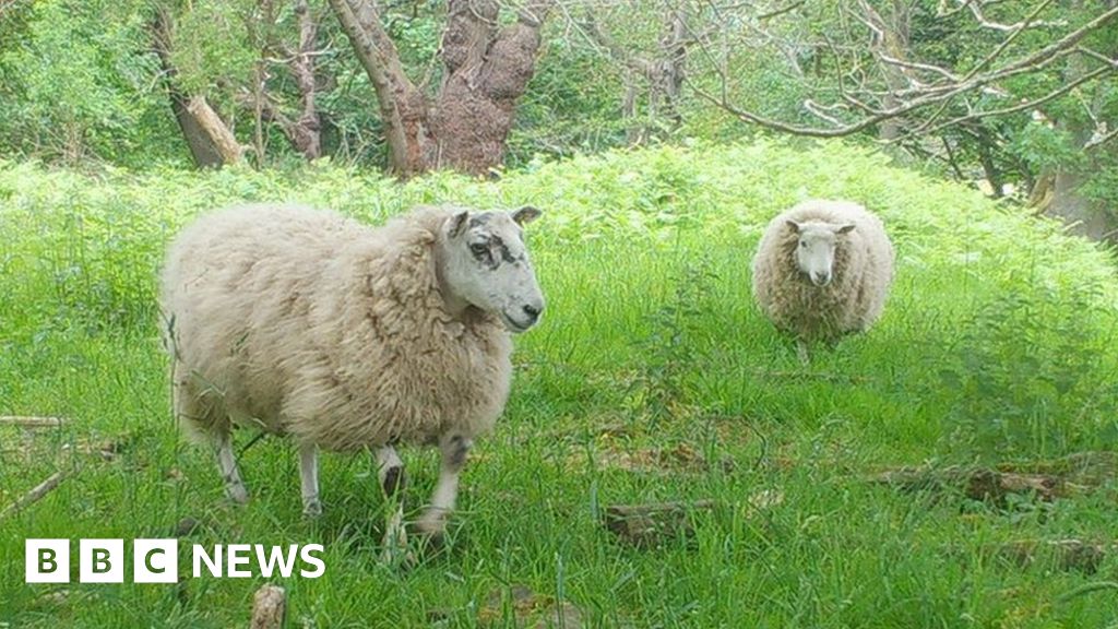 Sheep can kill invasive giant hogweed, study suggests - BBC News