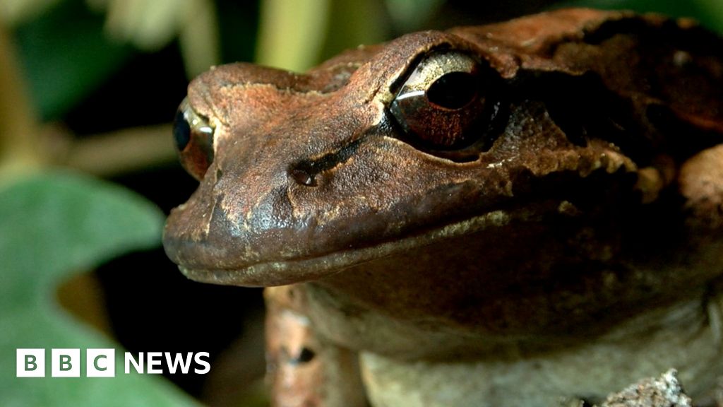 Frog rescue: Last hope for endangered amphibian - BBC News