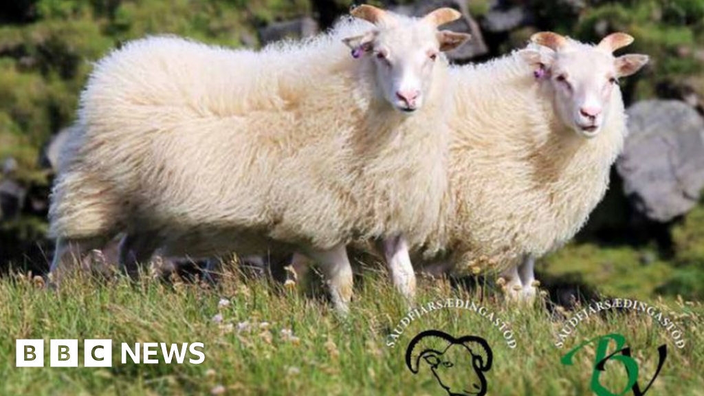 Iceland lists most eligible rams