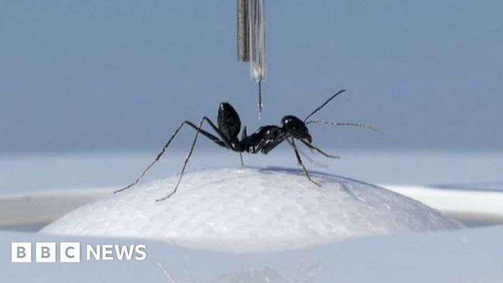 Running ants: Why scientists built an insect treadmill - BBC News