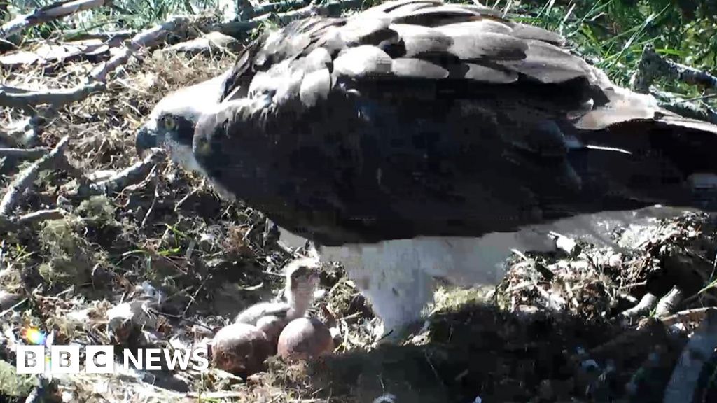 First osprey of the season at Perthshire reserve