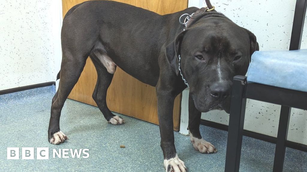 Man inflicted 'appalling' violence by beating dog in Gloucester - BBC News