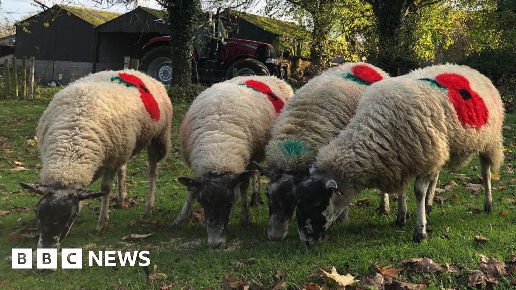 Flock of sheep decorated with Remembrance poppies