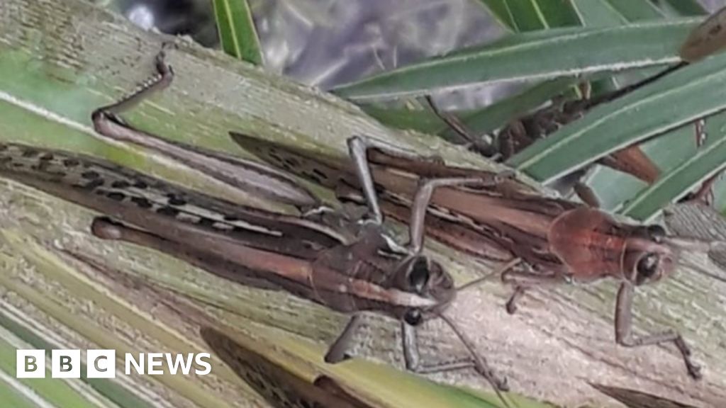 Argentina and Brazil crops threatened by locust swarm - BBC News