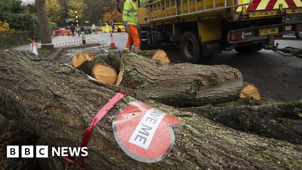 Anger over Sheffield's plan to fell healthy trees - BBC News