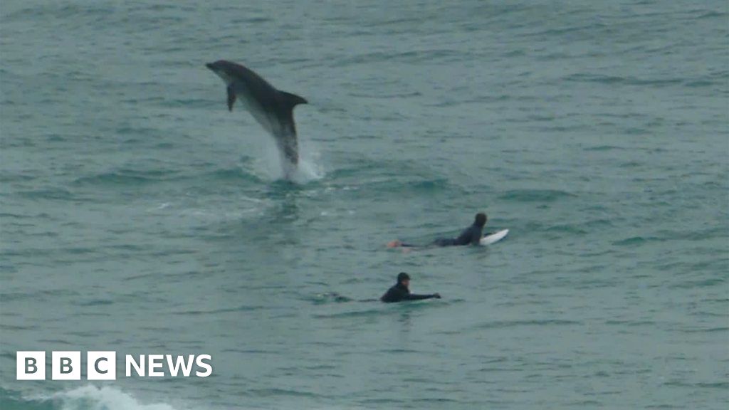 Dolphins spotted playing near surfers in Cornwall - BBC News