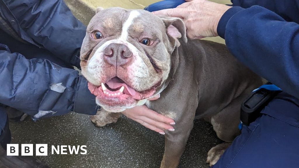 Dog left tied to gates of Newport RSPCA centre - BBC News