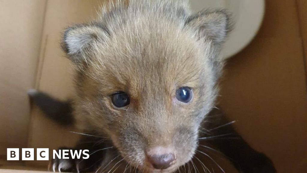 Fox cub rescued from shop cavity wall in London - BBC News