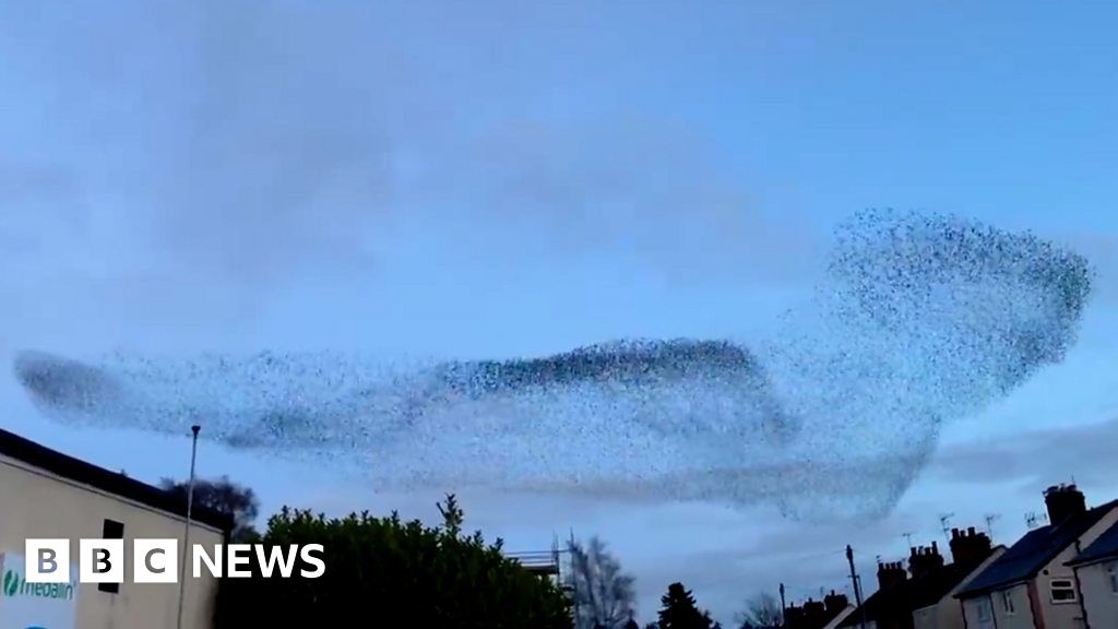 Stunning murmuration caught on camera