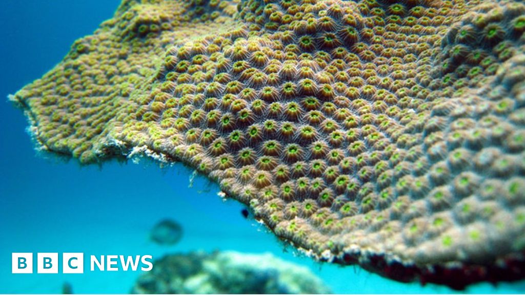 Coral reefs 'weathered dinosaur extinction'