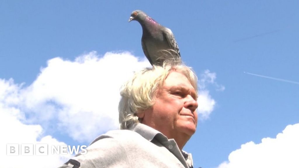 ‘Everything about Stevie the pigeon is just human’ - BBC News