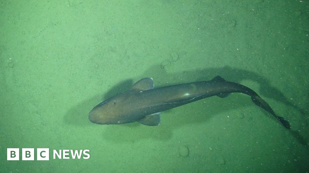 Longnose Velvet Dogfish
