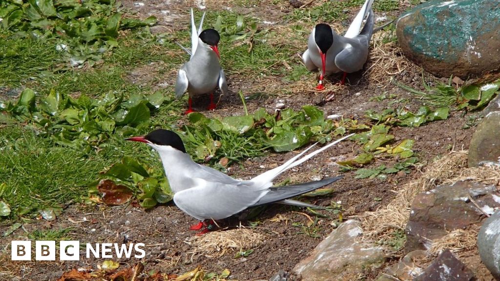 Arctic tern in record-breaking migration from Farne Islands - BBC News