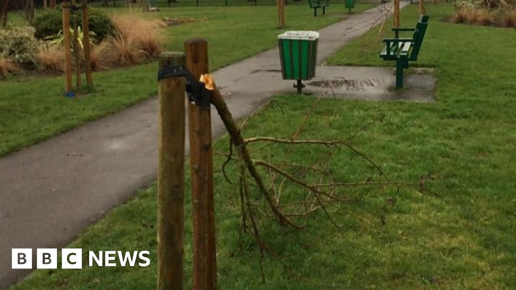 Newly-planted trees vandalised in Beeston park - BBC News