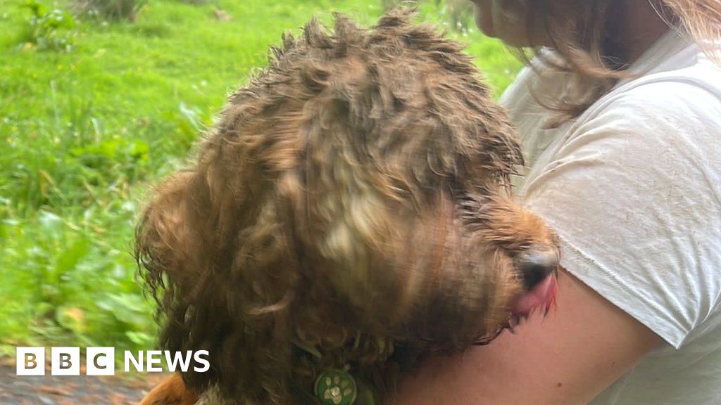 Dog digs to safety after three days stuck down hole in Aberdeen park