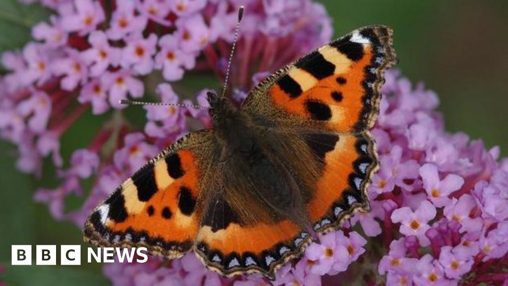 Poll launched to find UK's favourite insect - BBC News