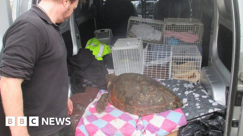 'Emaciated' loggerhead turtle washes up in Guernsey - BBC News