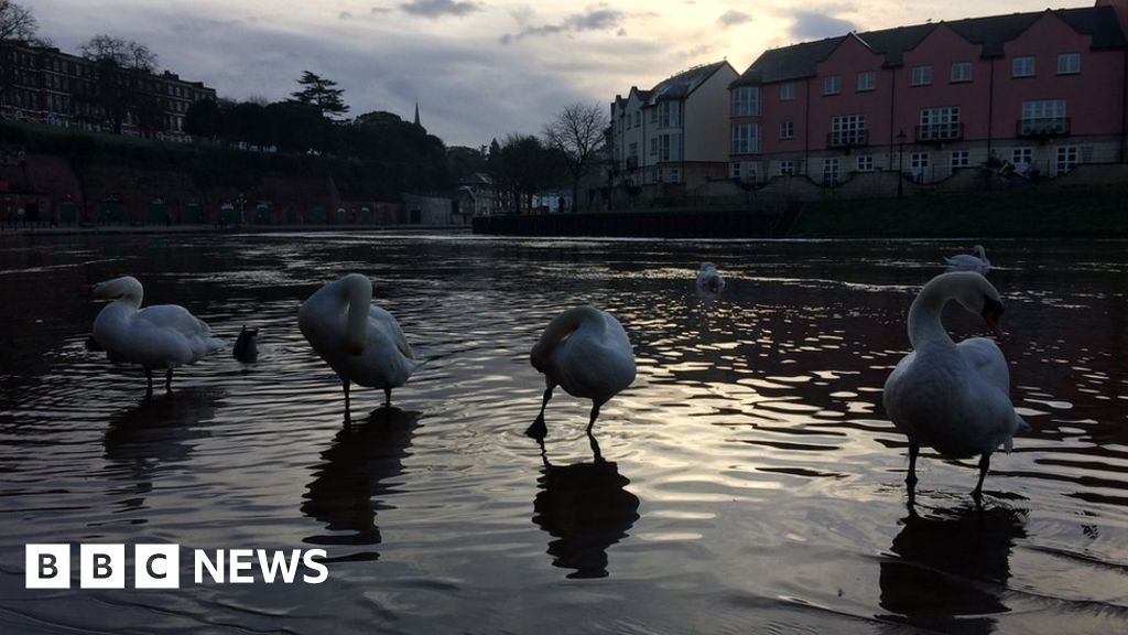 Two swans beheaded in 'horrific' Exeter attack - BBC News