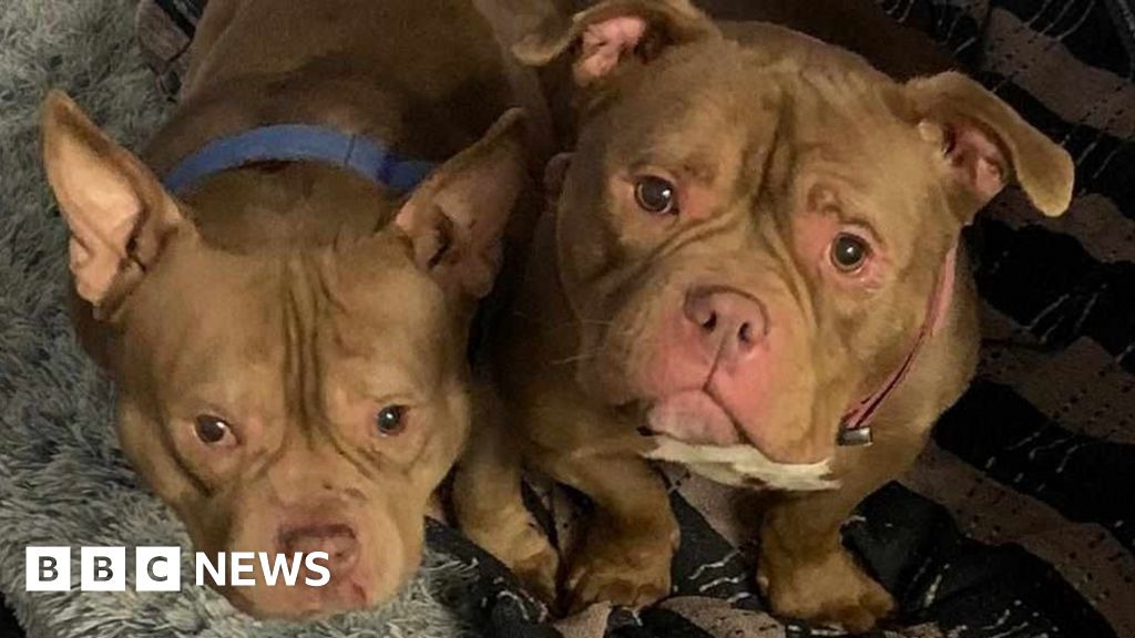 Pendle: Homes appeal for dogs found abandoned in cages - BBC News