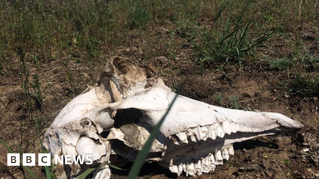 Mystery deepens over mass die-off of antelopes