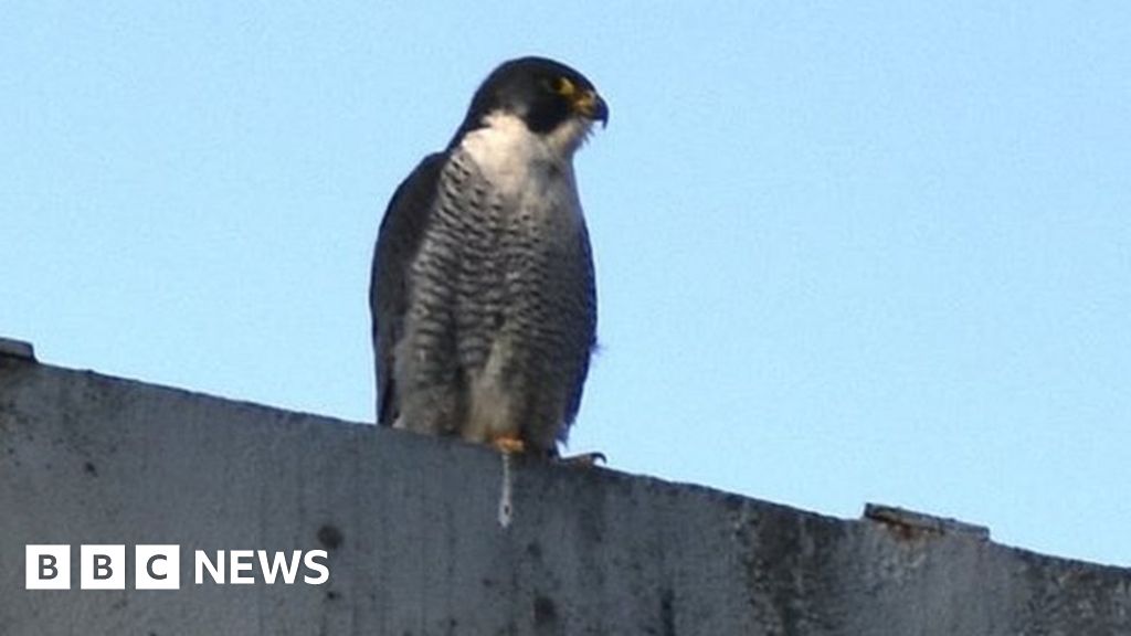 Reading gas holder demolition begins after delay due to falcons