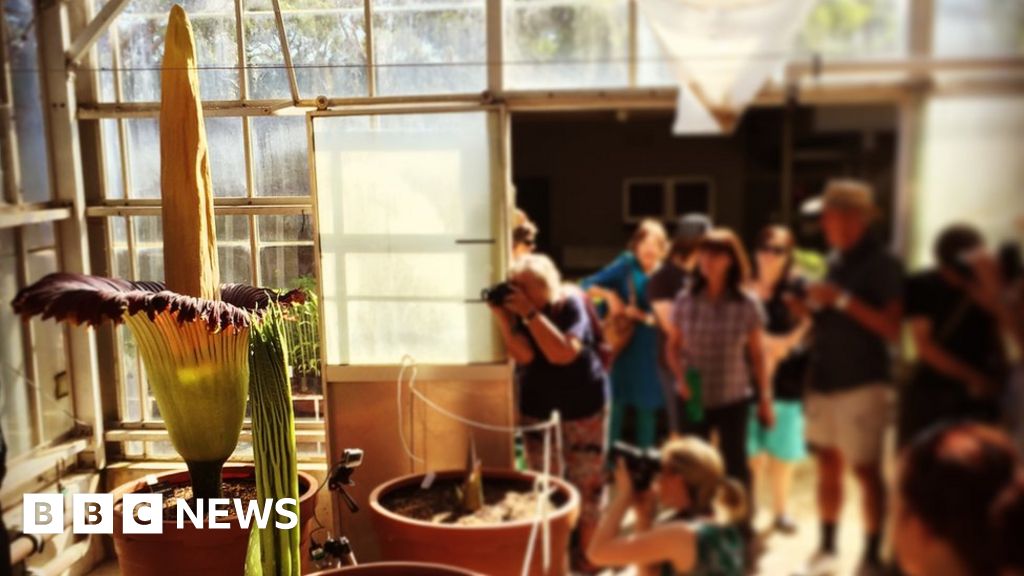 Rare 'corpse flower' blooms in Australia - BBC News