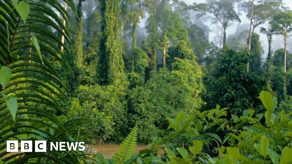 Rise in atmospheric CO2 slowed by green vegetation - BBC News