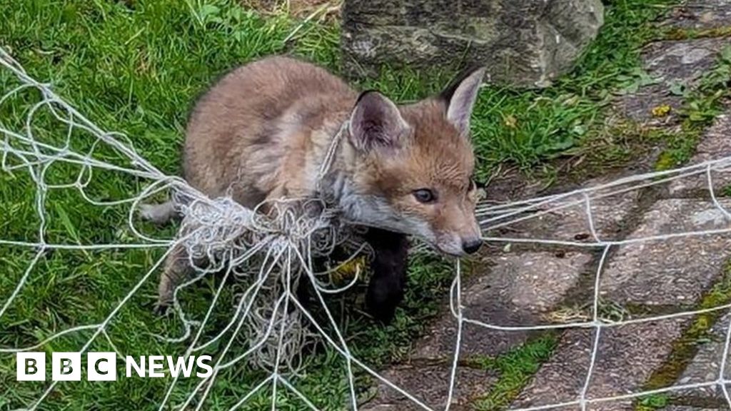 Garden goal net warning as West Yorkshire fox cubs get in a tangle ...