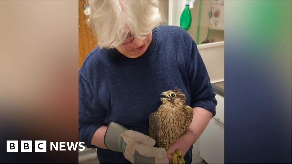 Peregrine falcon takes flight after Doncaster shotgun attack