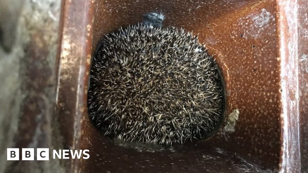 Hedgehog trapped for a day in Waltham Abbey sewage pipe - BBC News