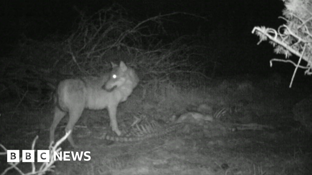 Wolves in France: Farmers fear attacks - BBC News