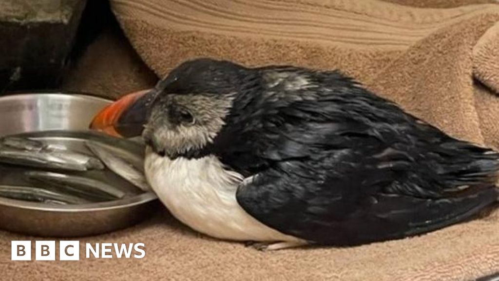 Rare rescue of poorly puffin in Guernsey - BBC News