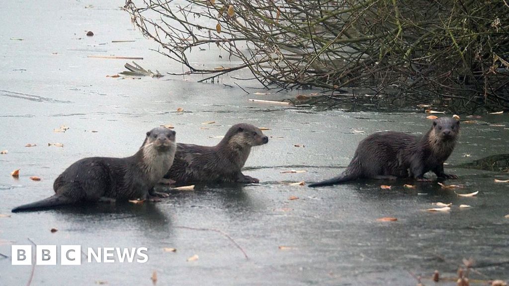 Otters captured in icy conditions at Rutland Water - BBC News