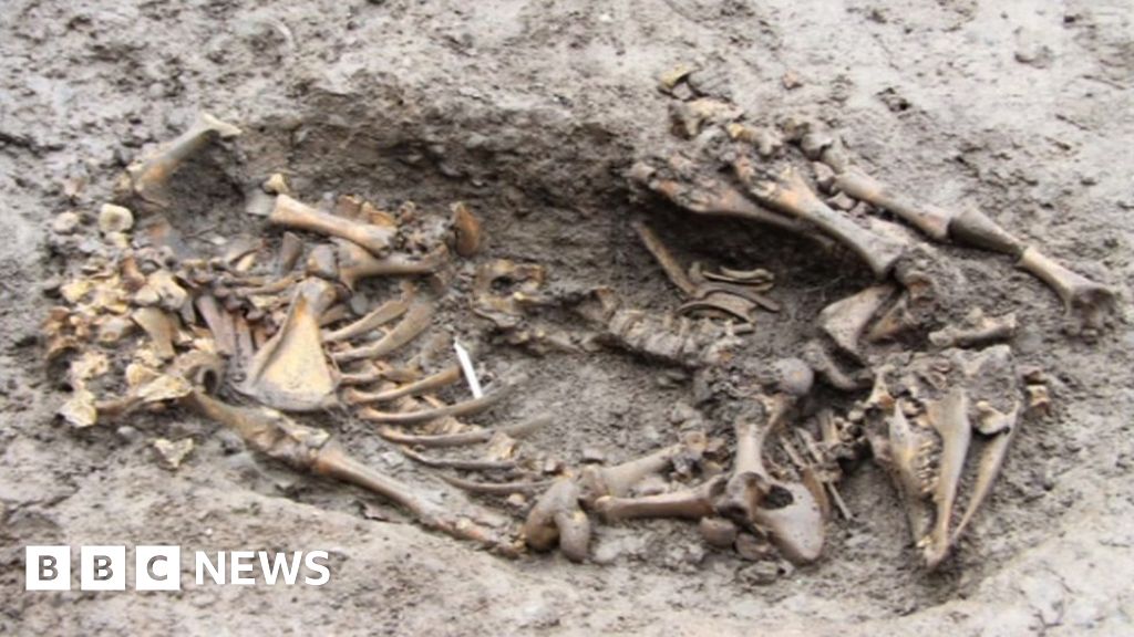 Ancient animal burial site at Shrewsbury church - BBC News