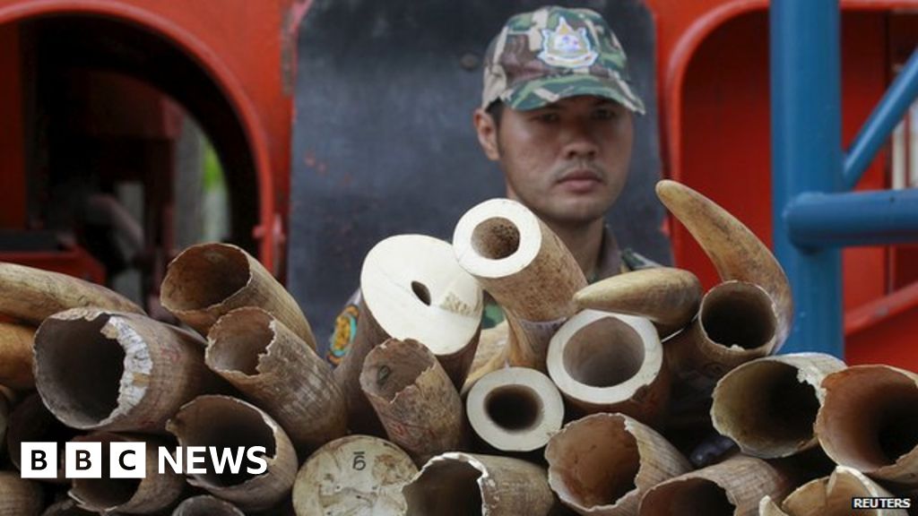 Confiscated ivory crushed at Thai ceremony - BBC News