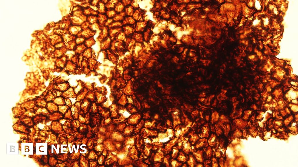 Life forms 'went large' a billion years ago - BBC News