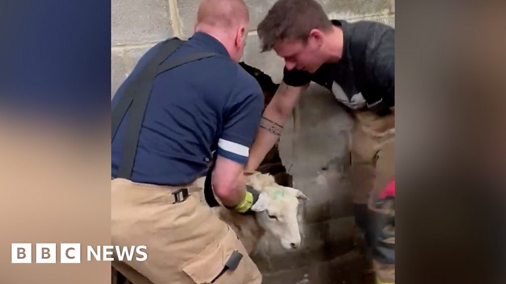 Stuck sheep rescued from wall in Barnard Castle - BBC News