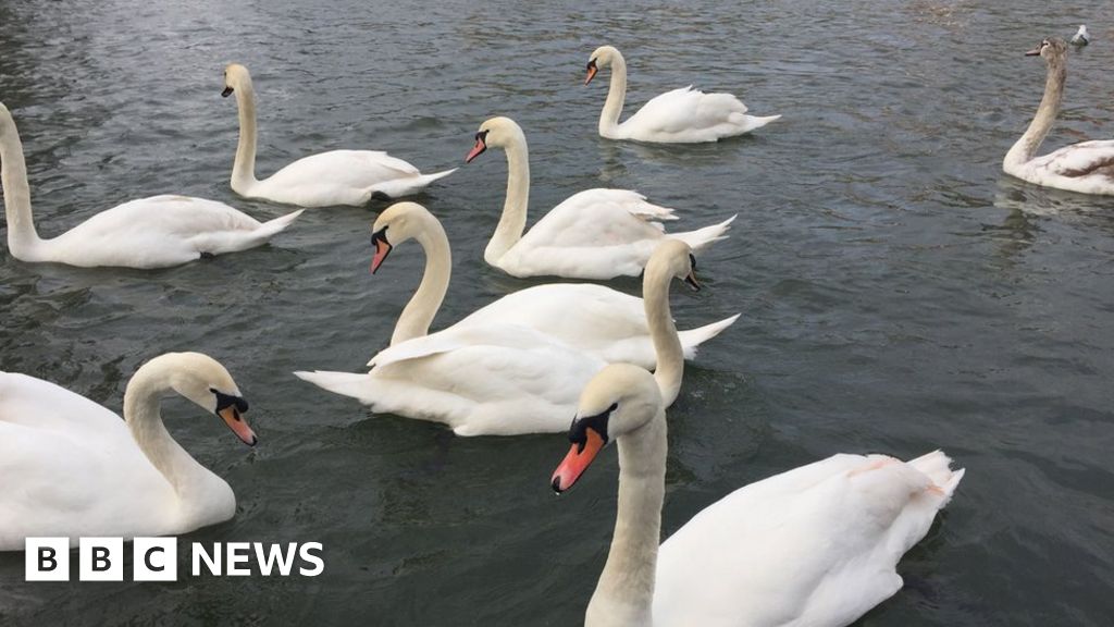 Nature reserve swan deaths likely to be caused by bird flu - BBC News