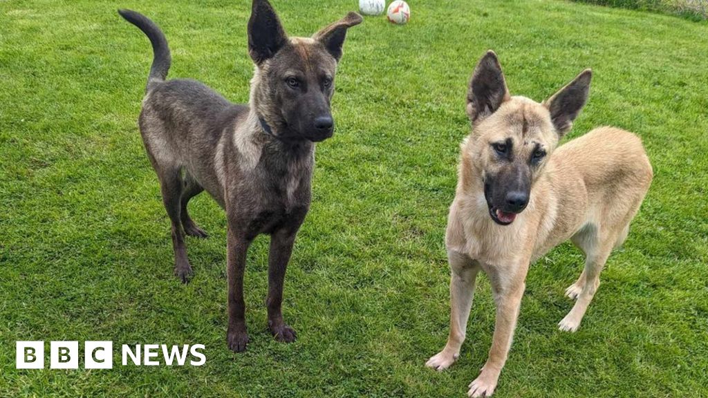Hope for new homes for rescued pack of dogs in Moffat