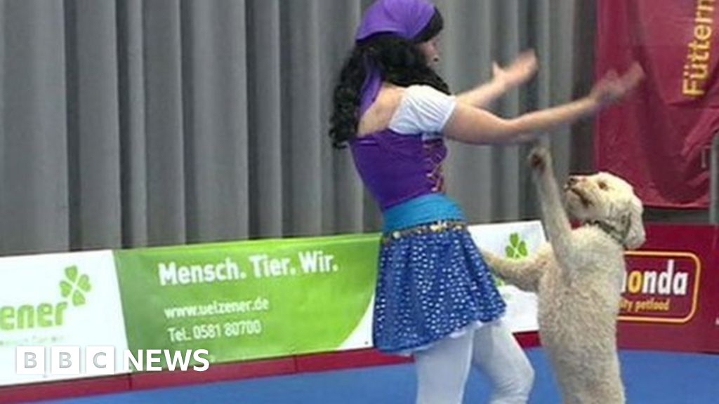 International dog dancing championship takes place in Germany - BBC News